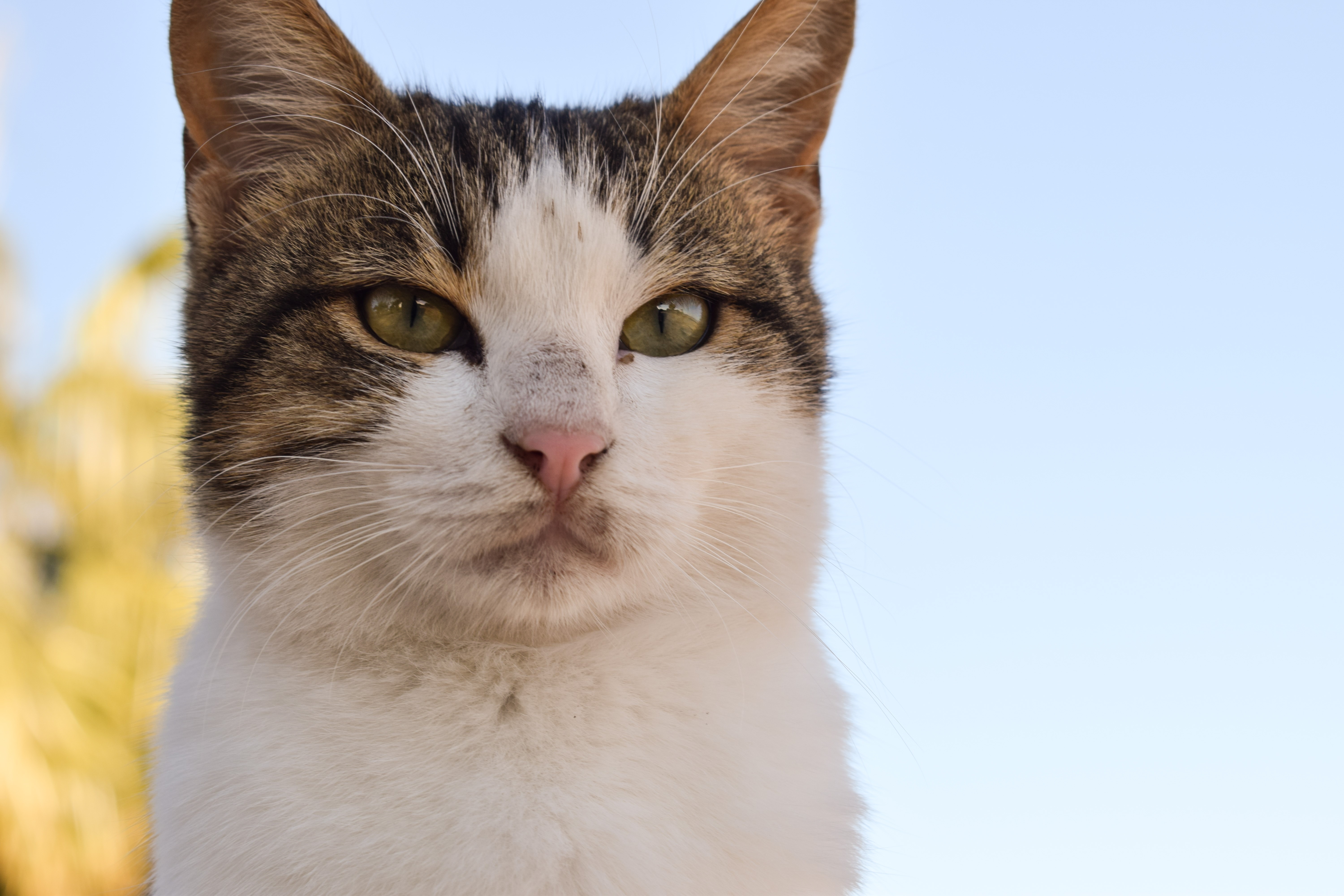 Cat Stray Face free image download