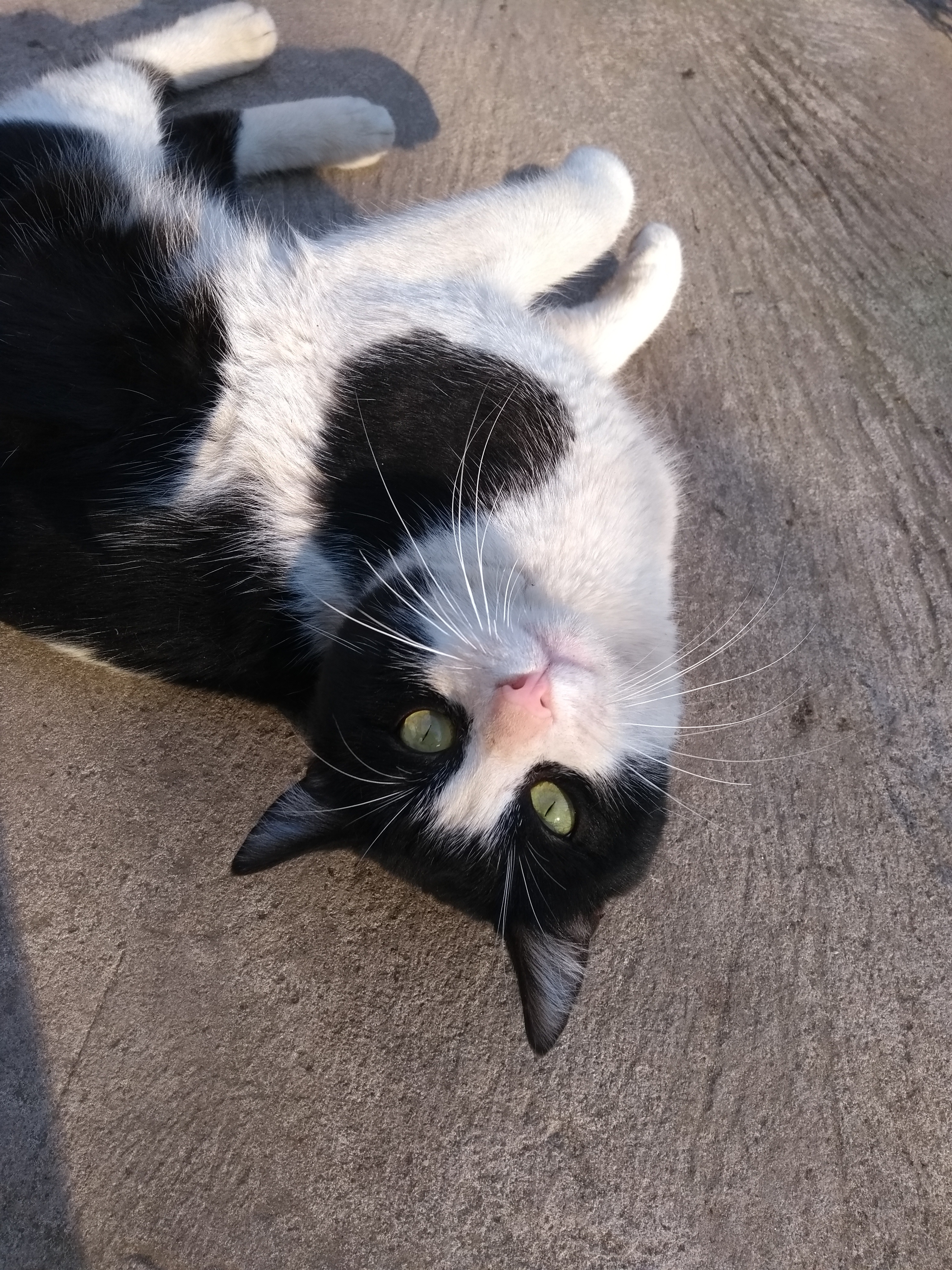 Cat Bnw Black free image download