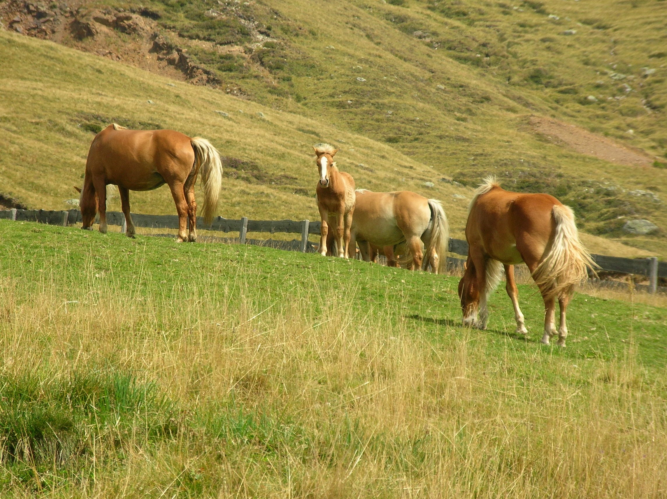 Graze Meadow Mammal free image download