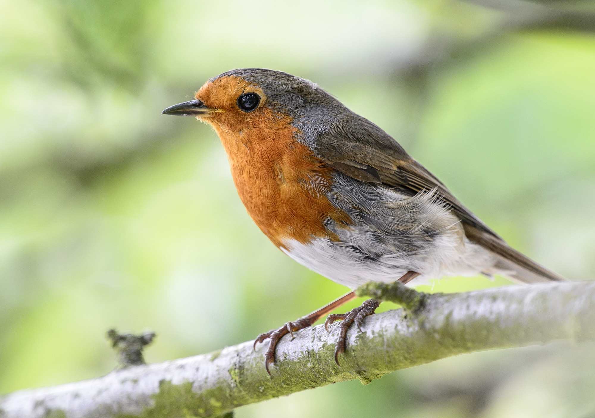Bird Nature Wildlife free image download