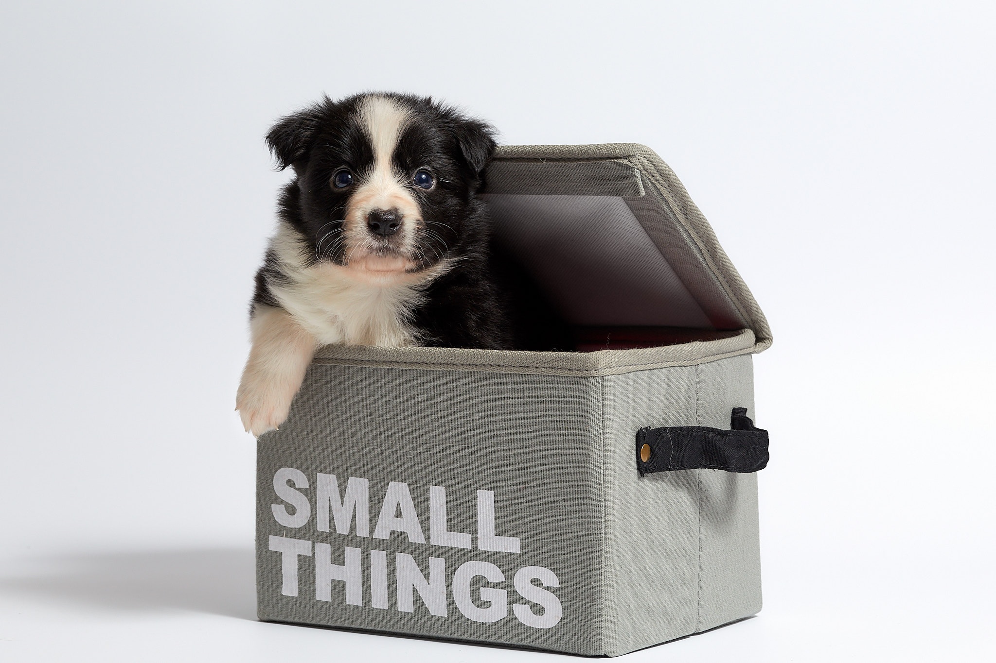 Dog Isolated Small free image download