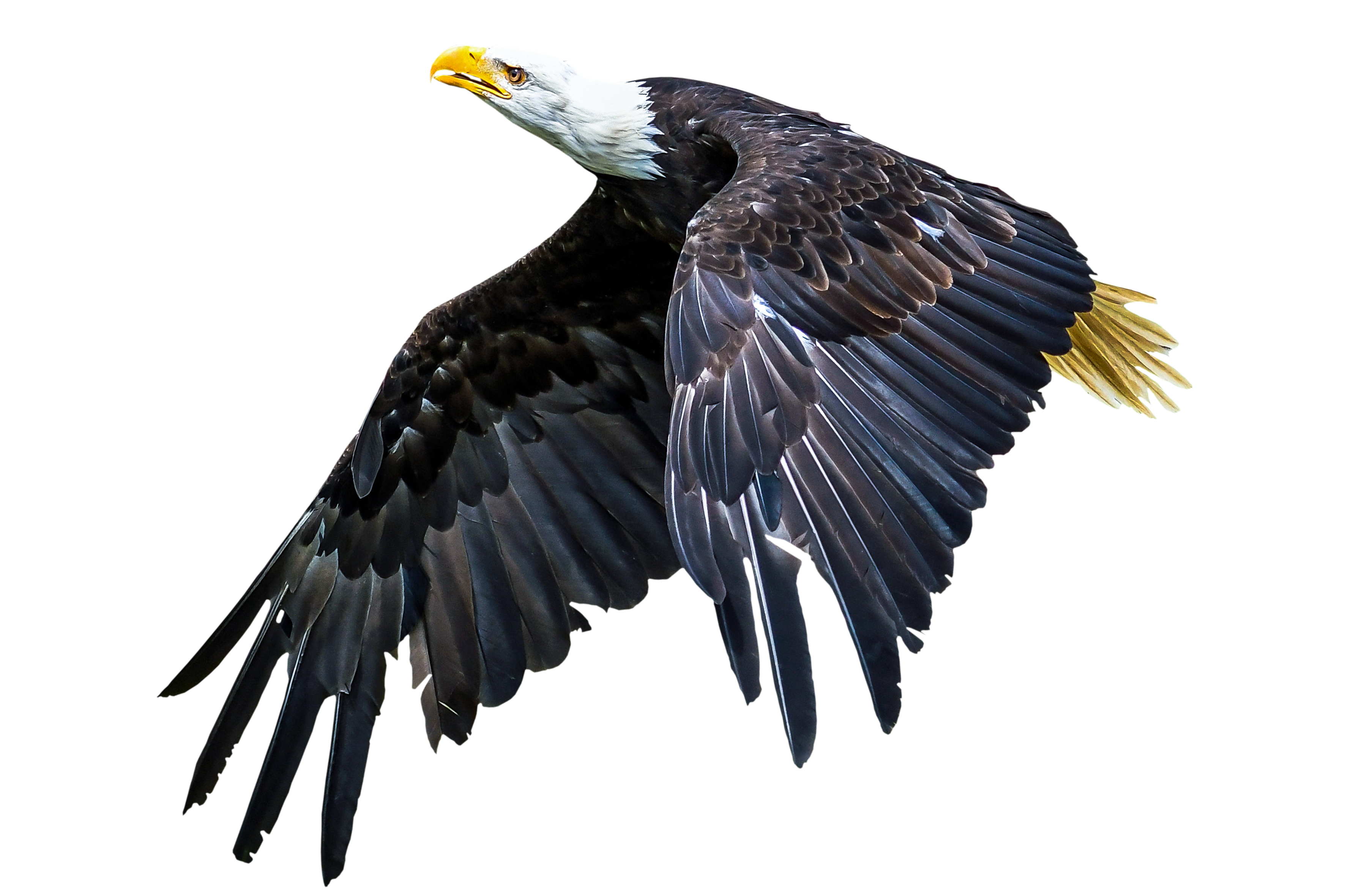 Animal Bird Adler free image download