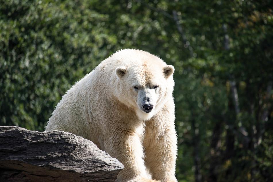 White Polar Bear Predator free image download