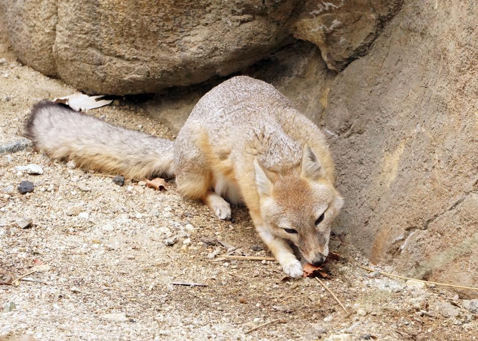 Kit Fox Wildlife free image download