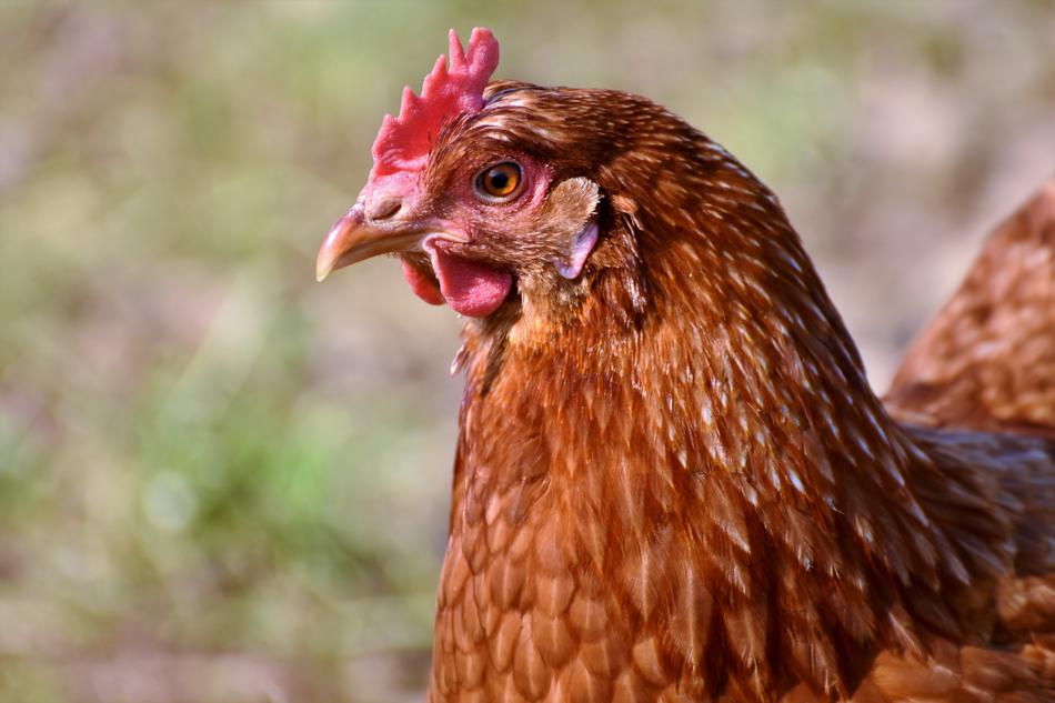 Chicken Hen Poultry free image download
