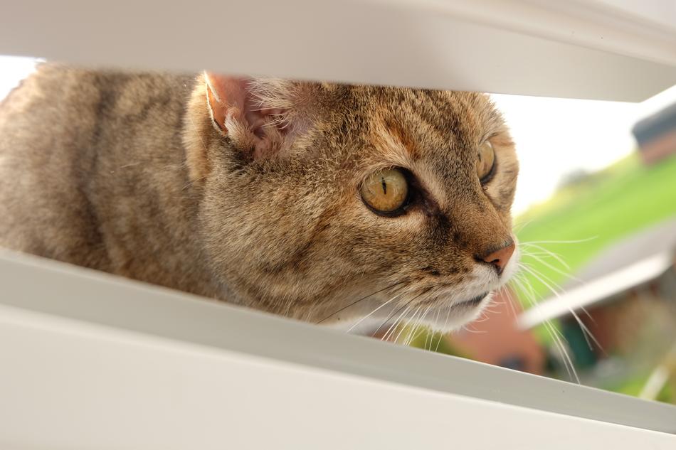Cat Curious Pet free image download
