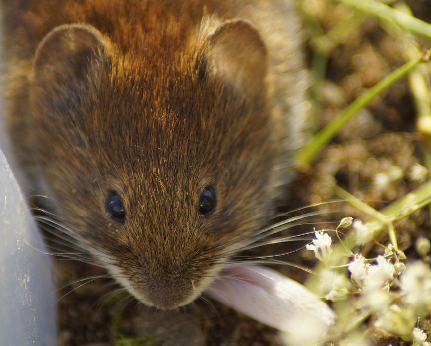 Mouse Head Cute free image download