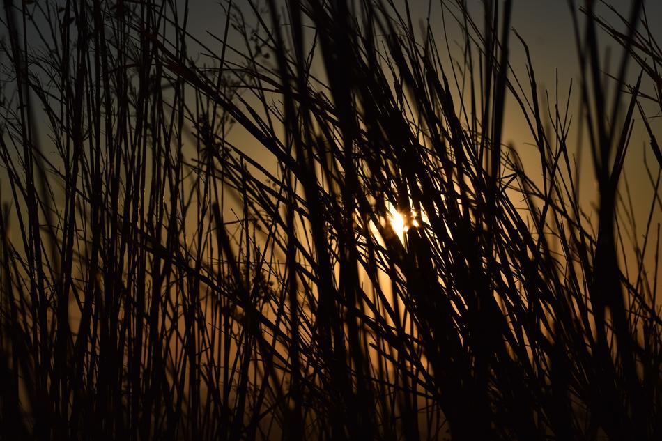 Sunset Weed Against Light free image download