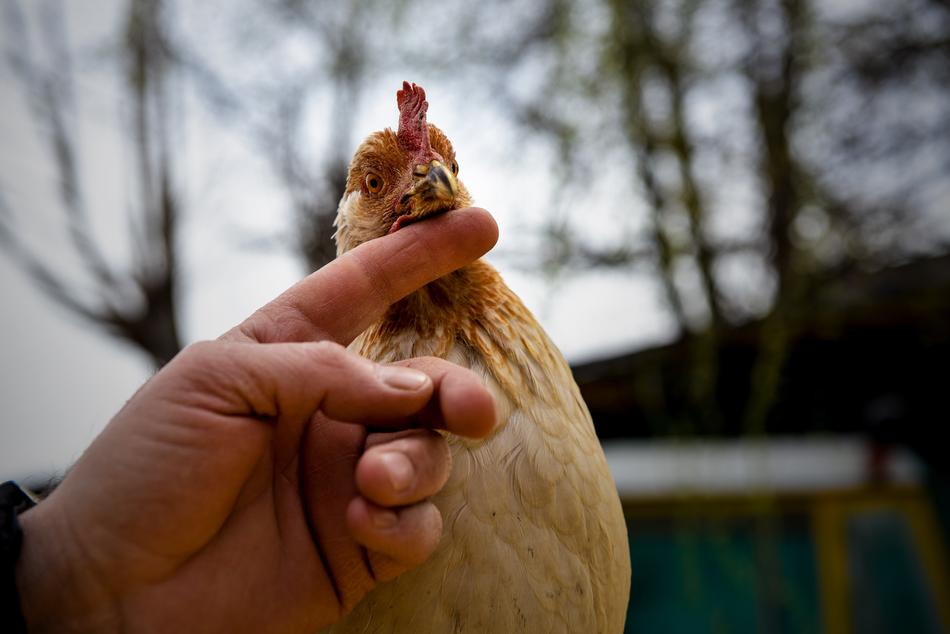 Animal Love Outdoor Open free image download