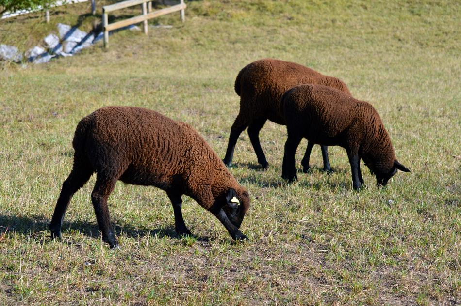 Sheep Animal Eat free image download