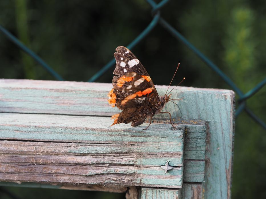 Butterfly Autumn Color free image download
