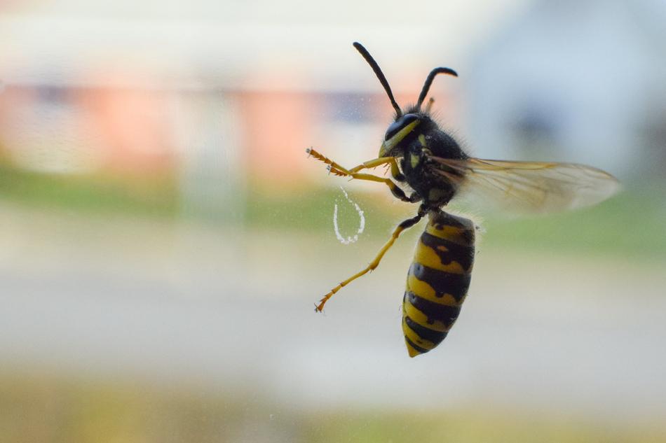 A bee on the window with big wings free image download