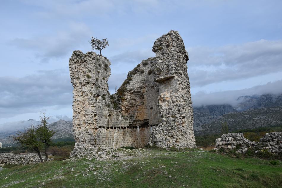 Croatia Tree free image download
