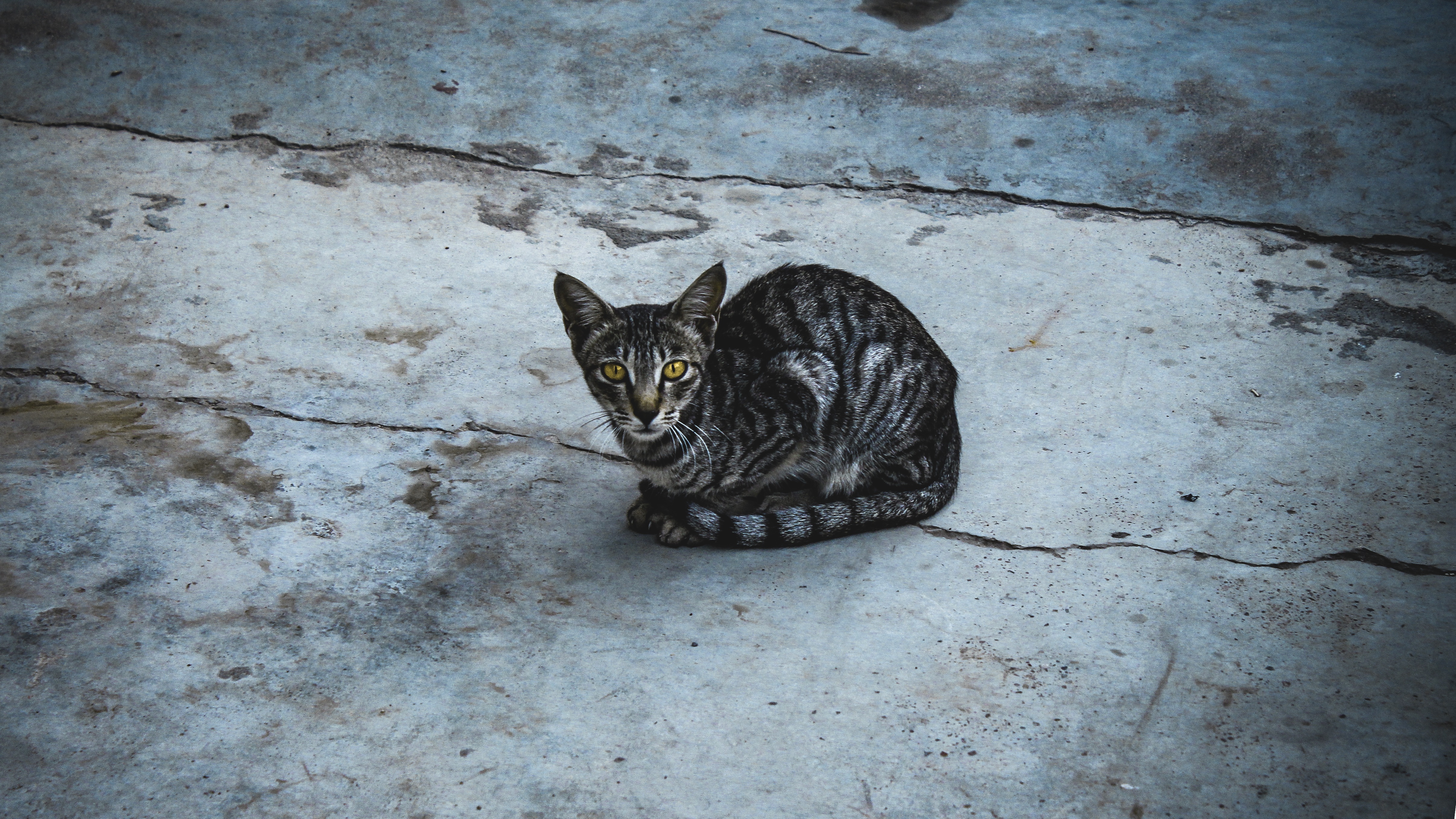 Cat Pat Animal free image download