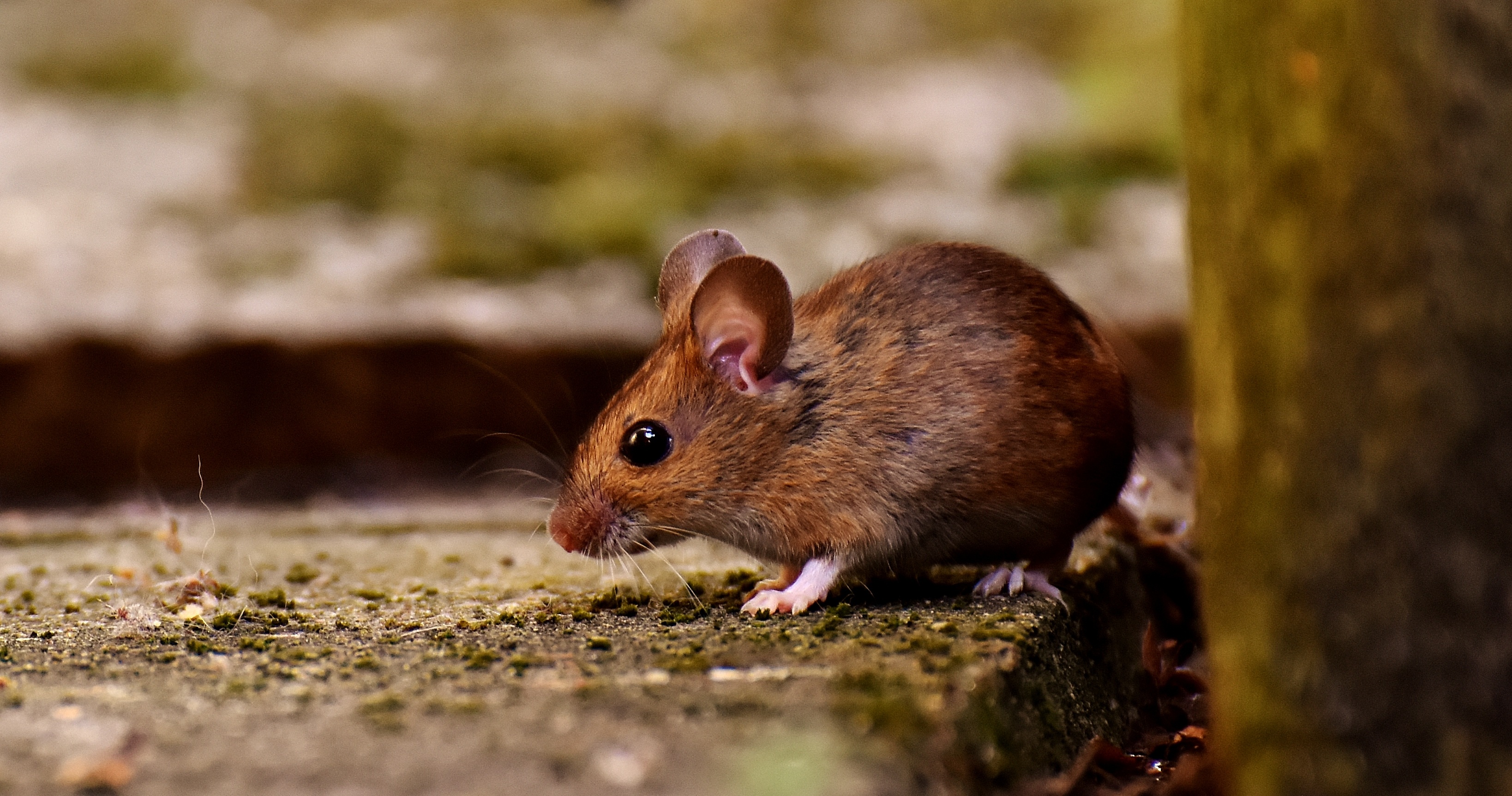 Little wild mouse in the trees free image download