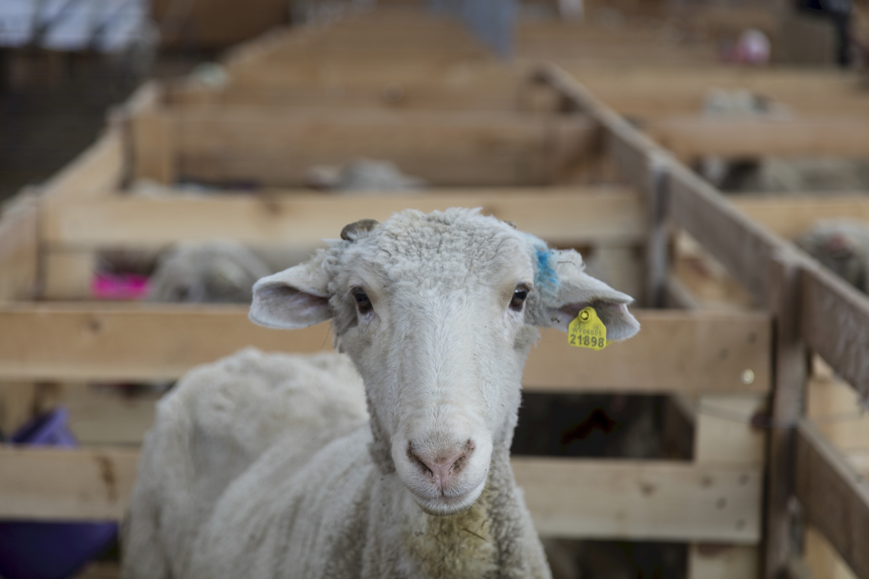 Sheep Pen Sheared free image download