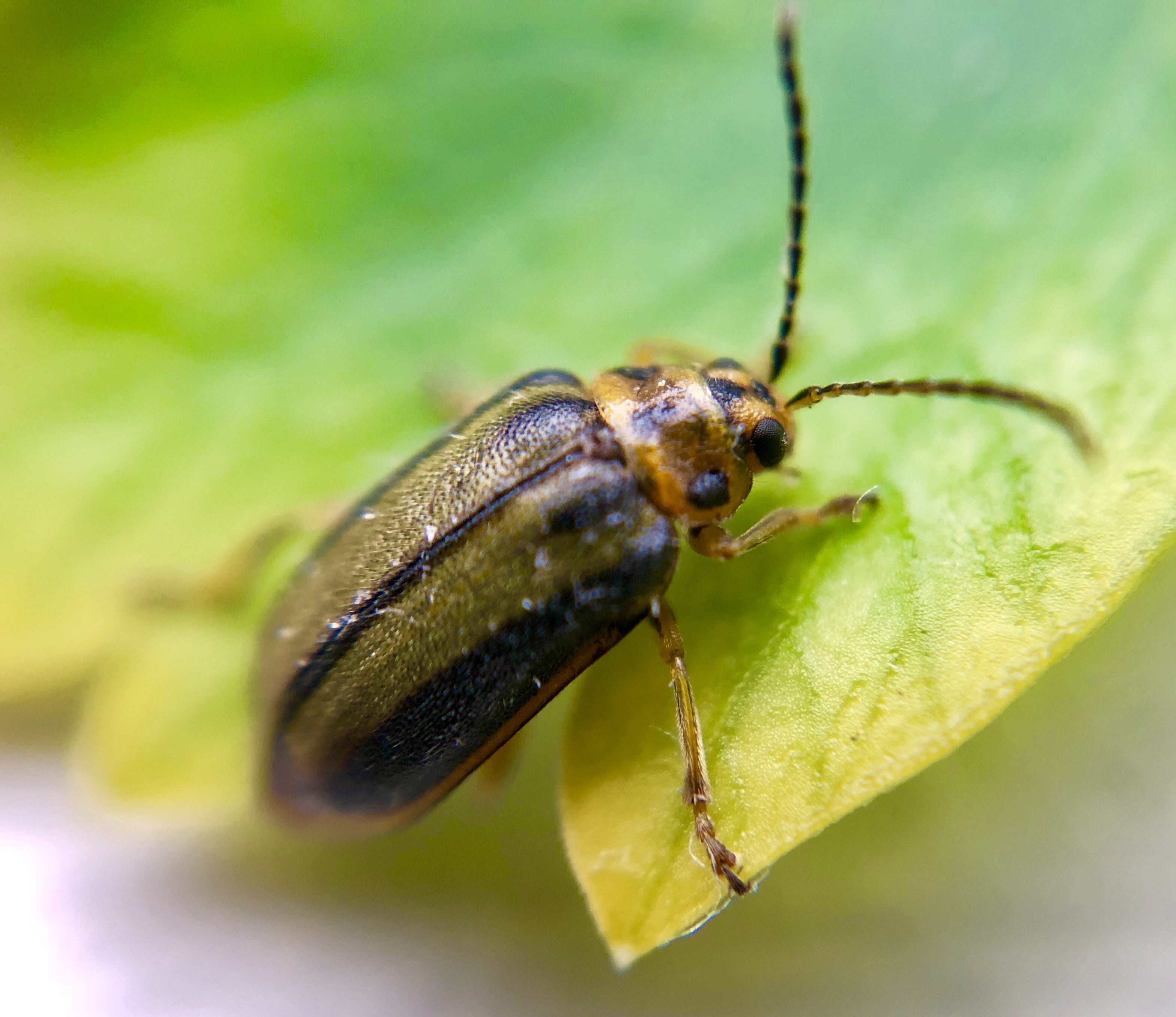 Elm Leaf Beetle Bug Insect free image download