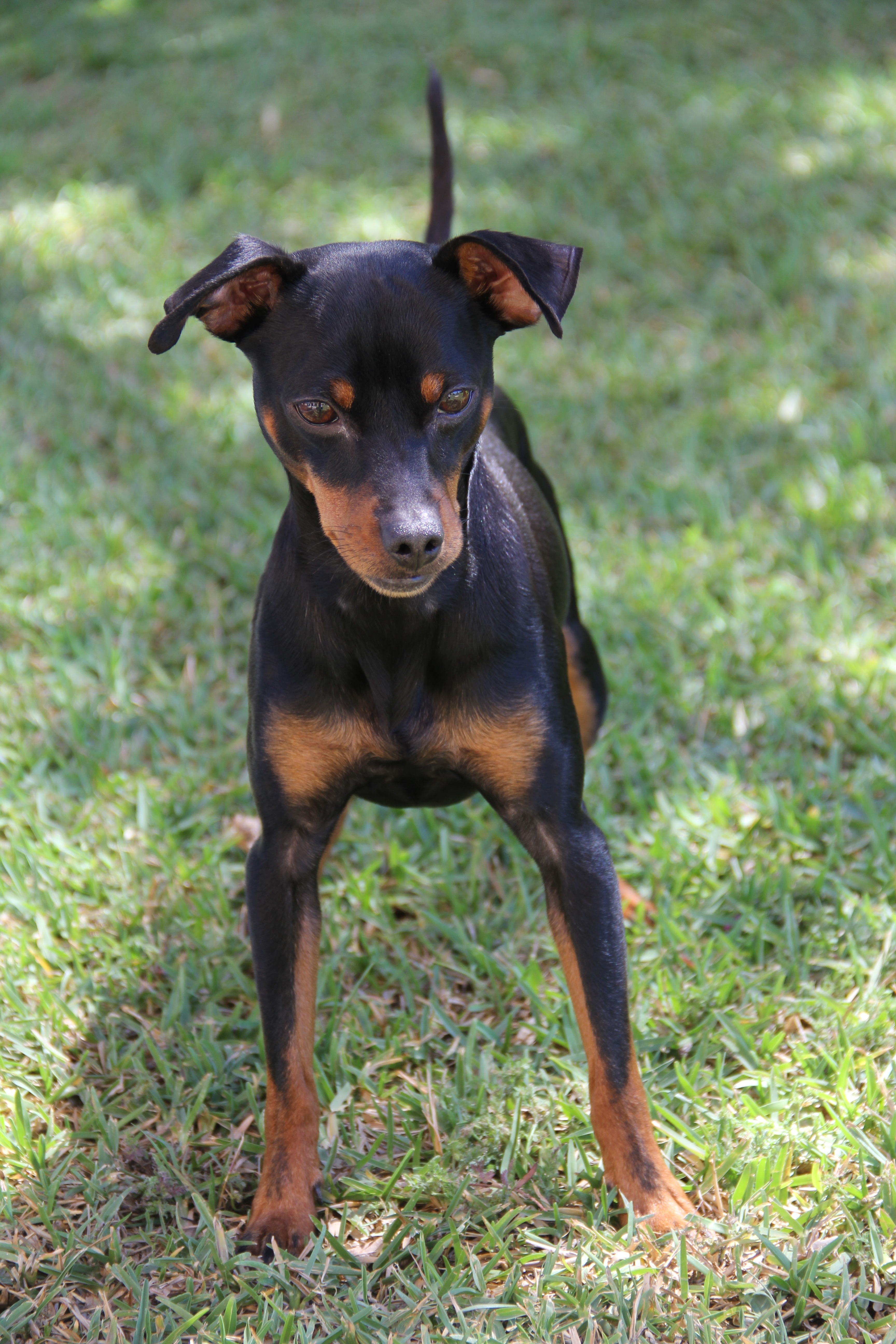 Mammalia Canis Lupus Familiaris free image download