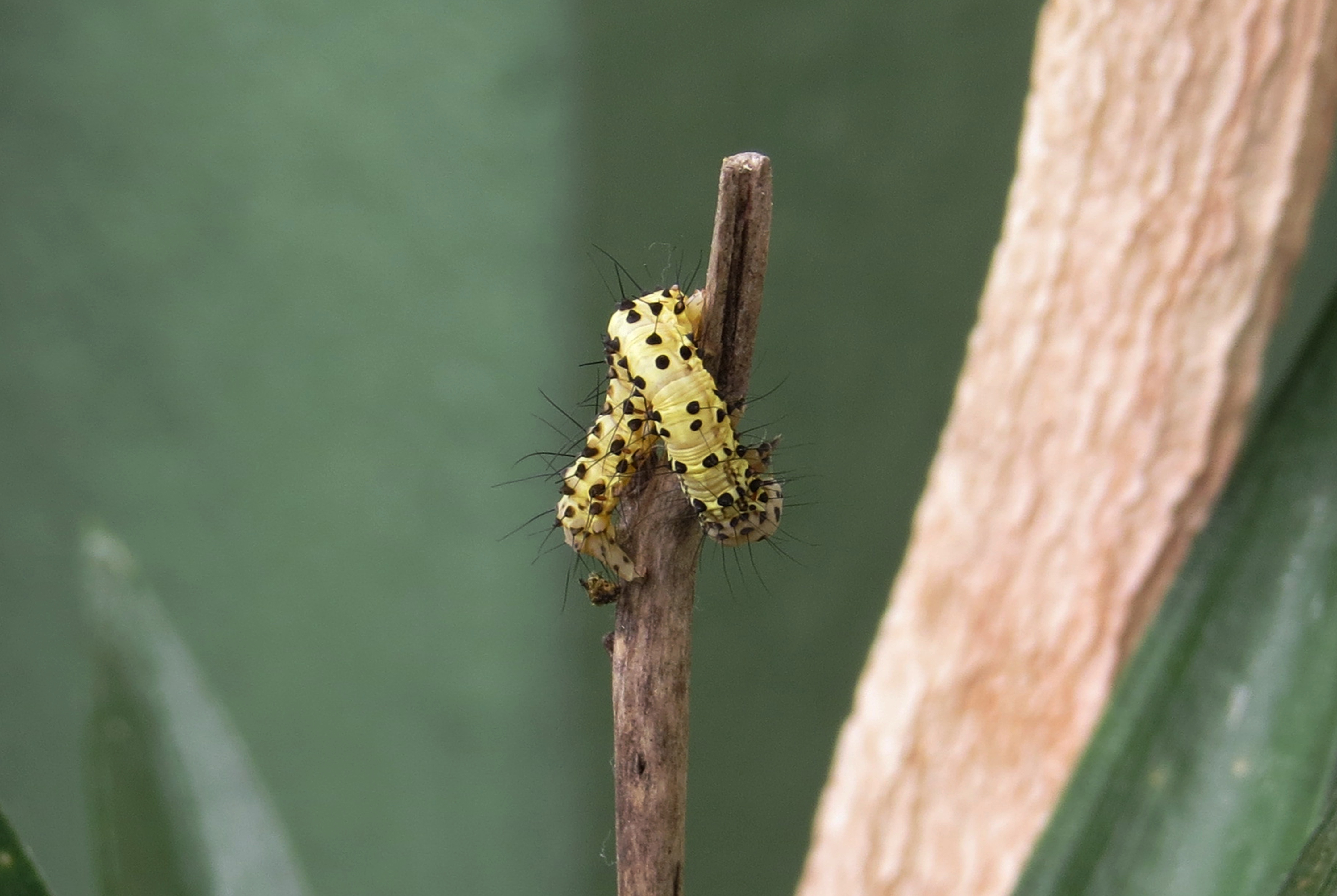 Yellow caterpillar free image download