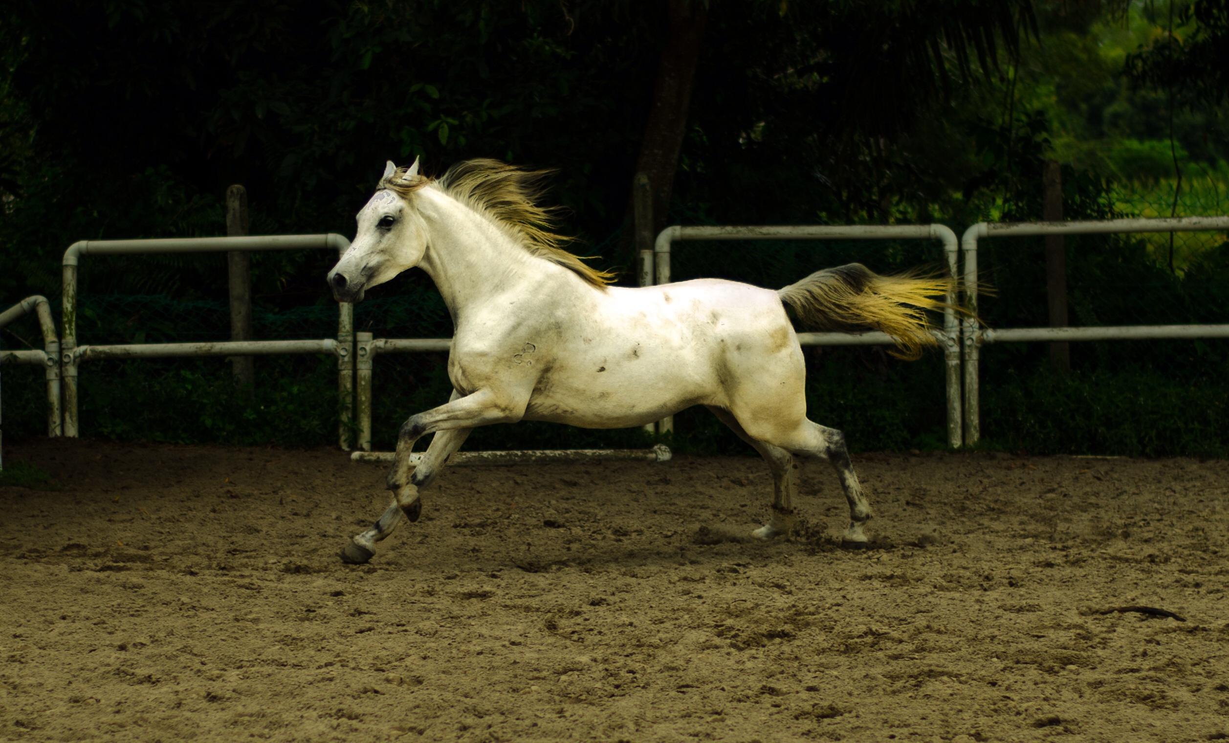 Mammal Horse Cavalry Action free image download