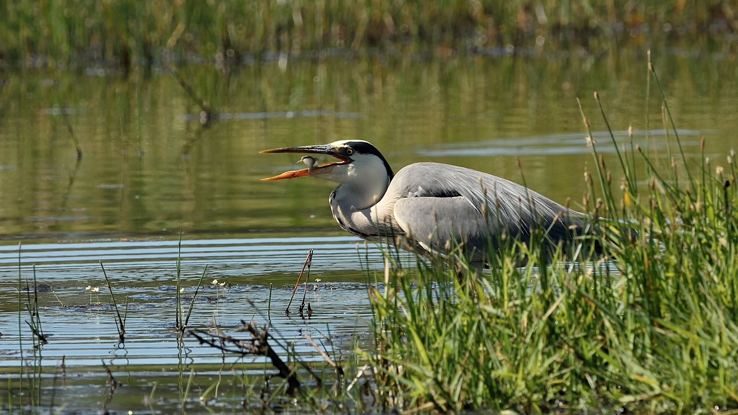 Bird Fauna Body Of Water free image download