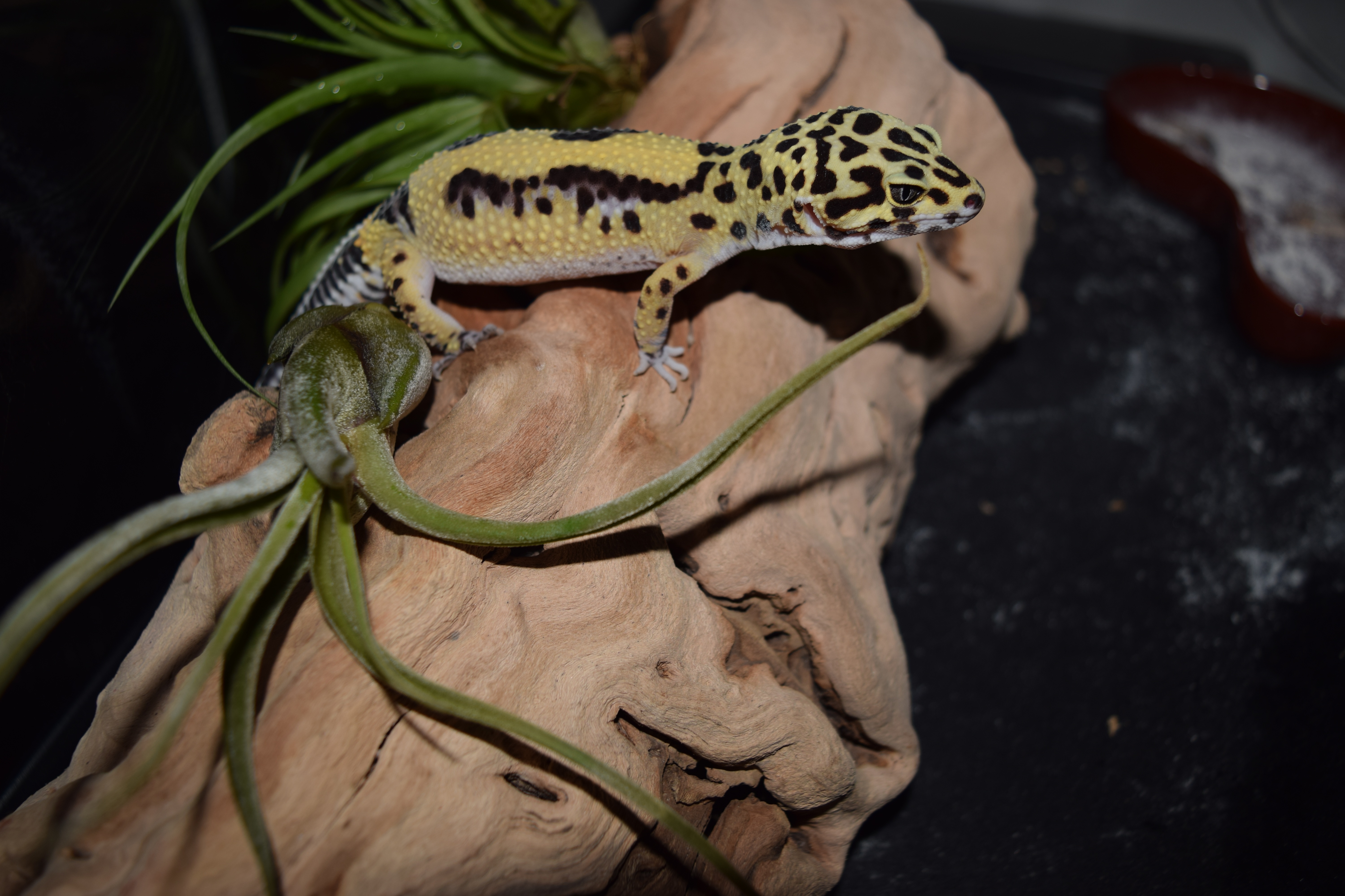 Leopard Gecko Pet Pets free image download