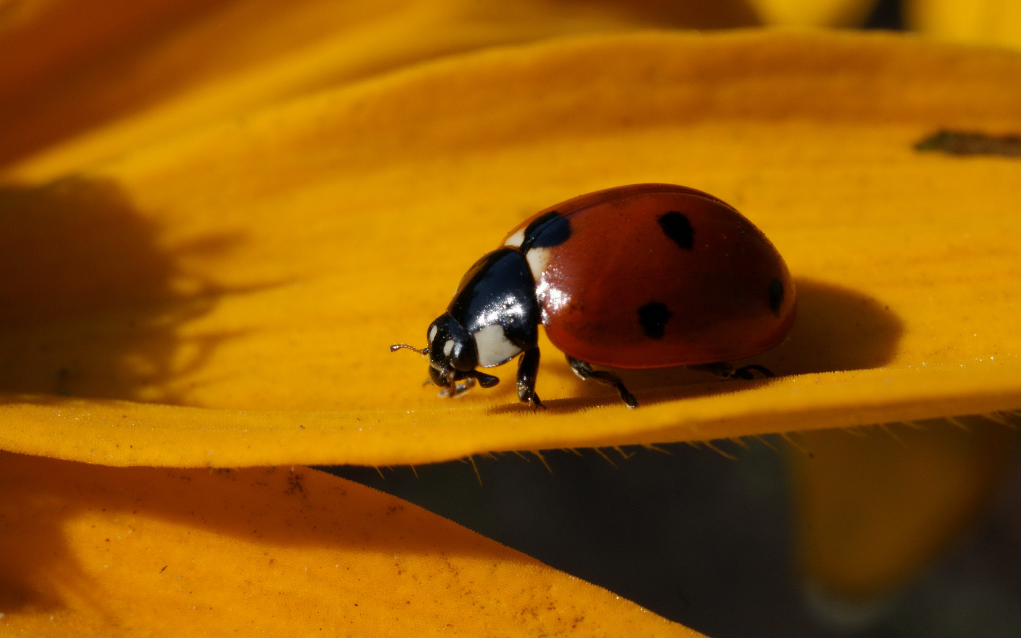 Flora Fauna Flowers free image download