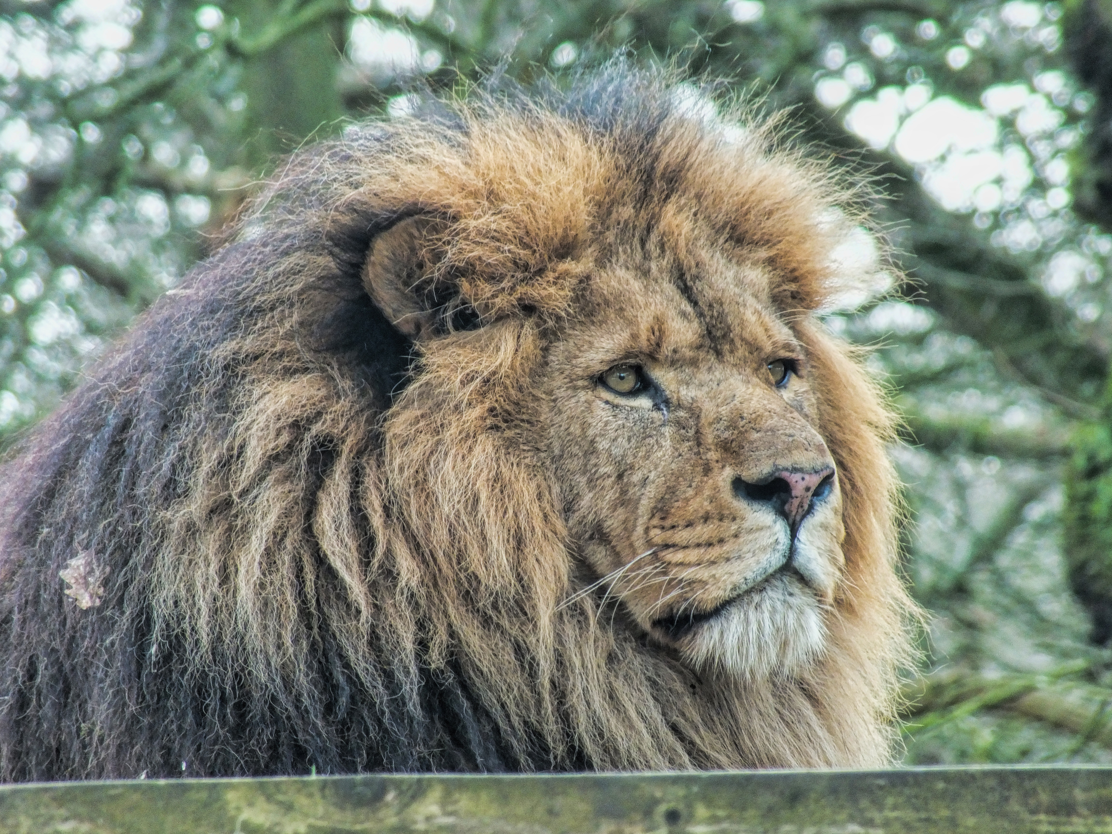 Beautiful fluffy lion at the zoo free image download