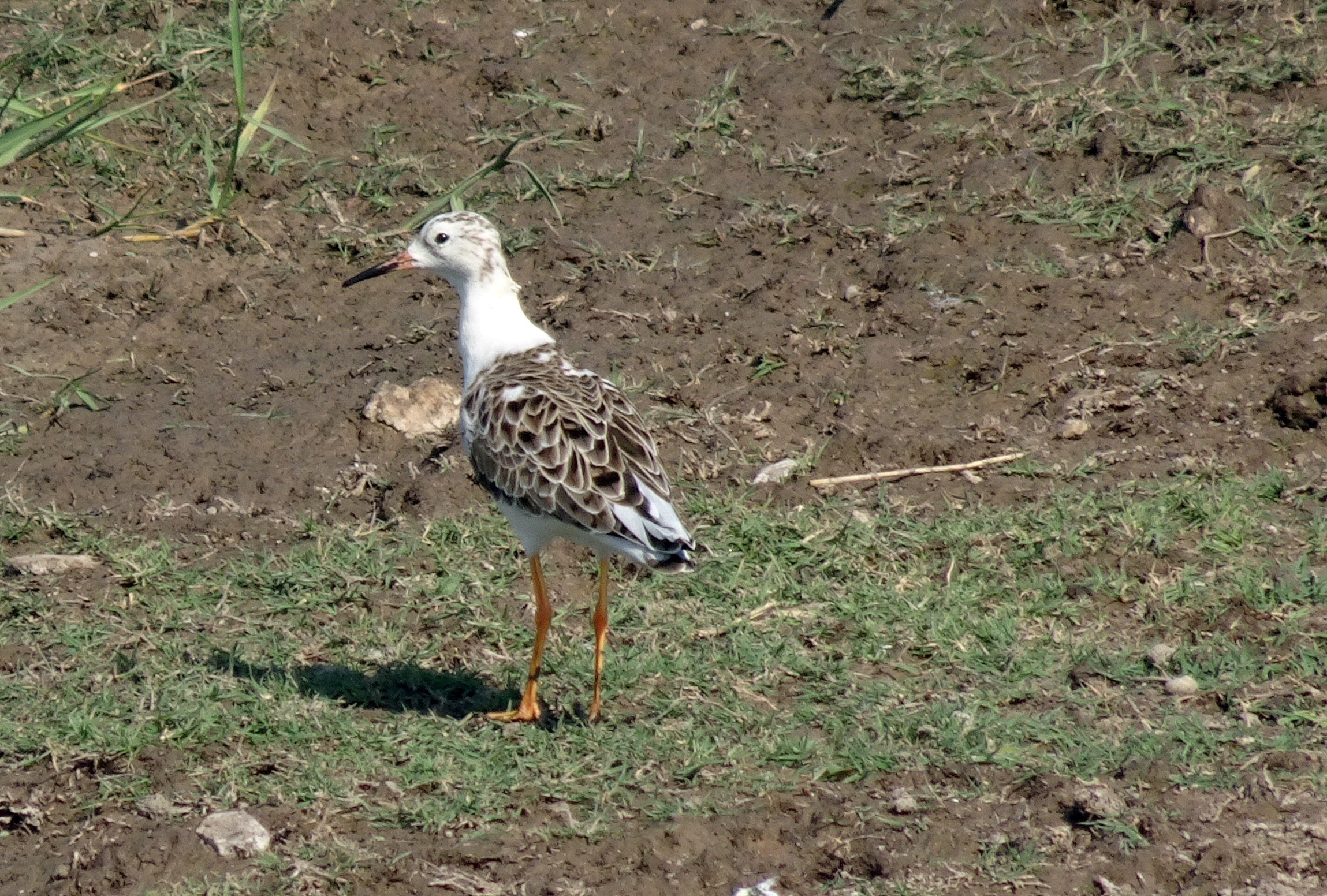 Bird Ruff Calidris Pugnax free image download