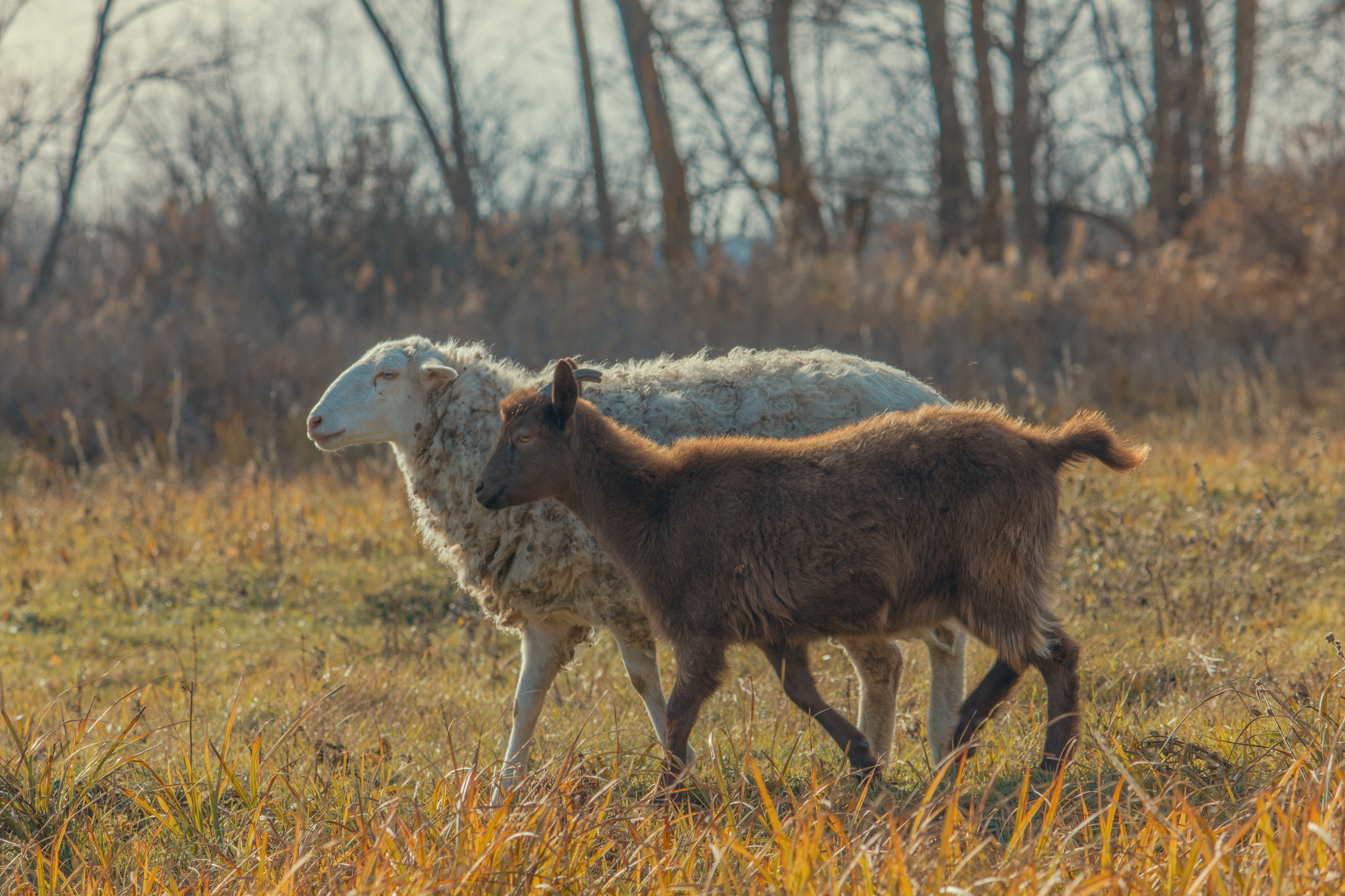 Goat Kid Sheep free image download