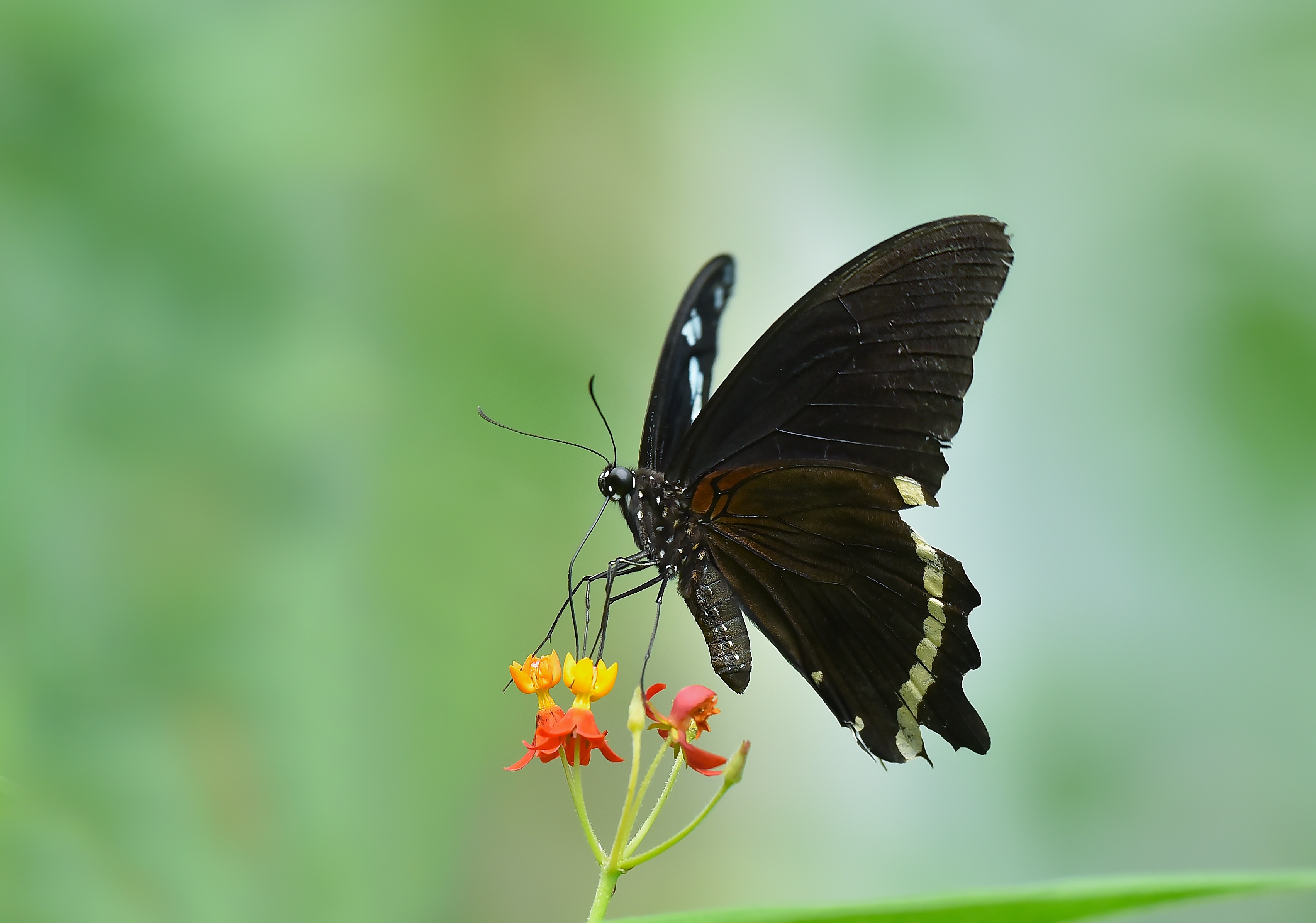 Macro Butterfly Insect free image download