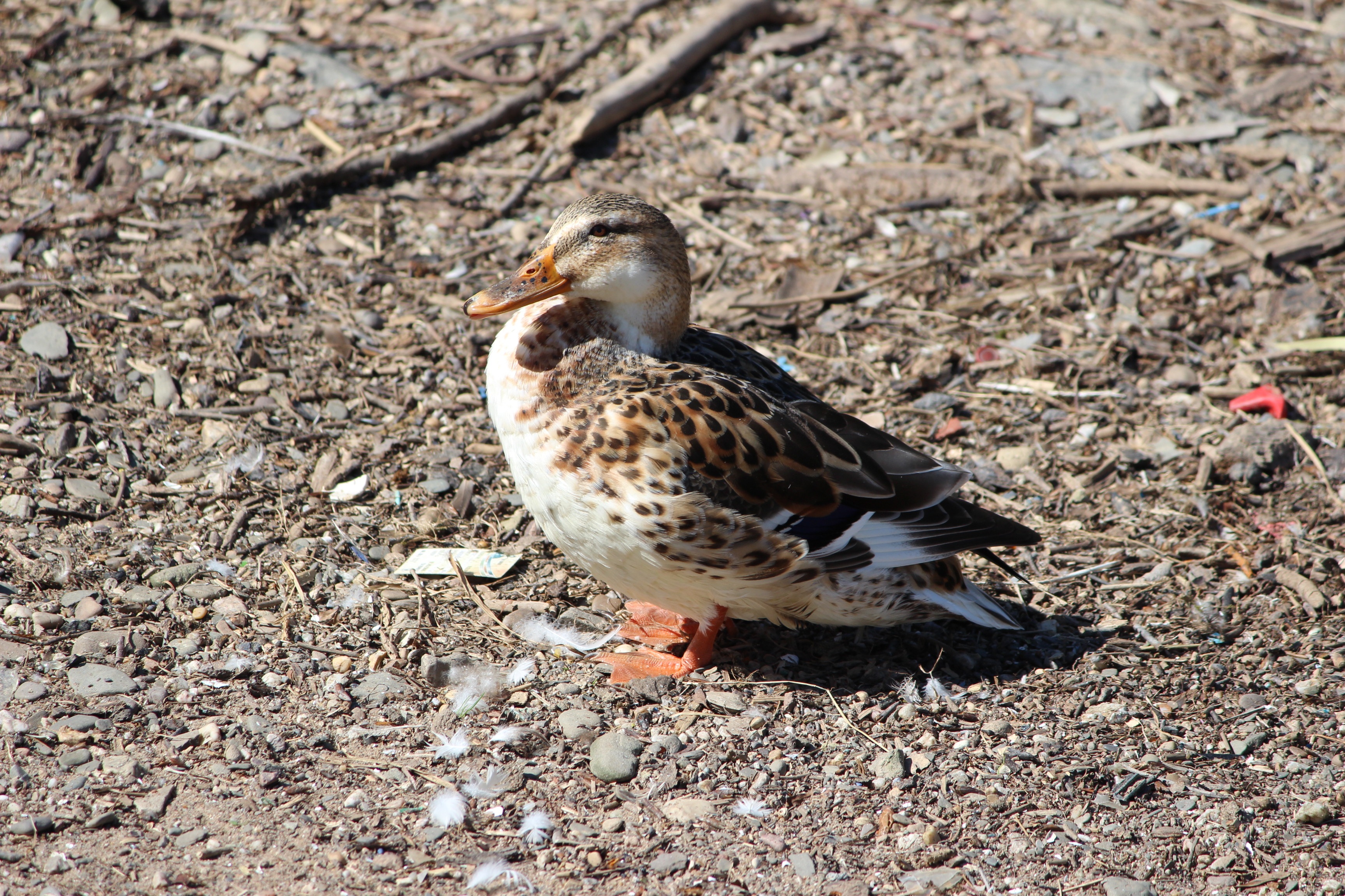 Duck bird rest free image download