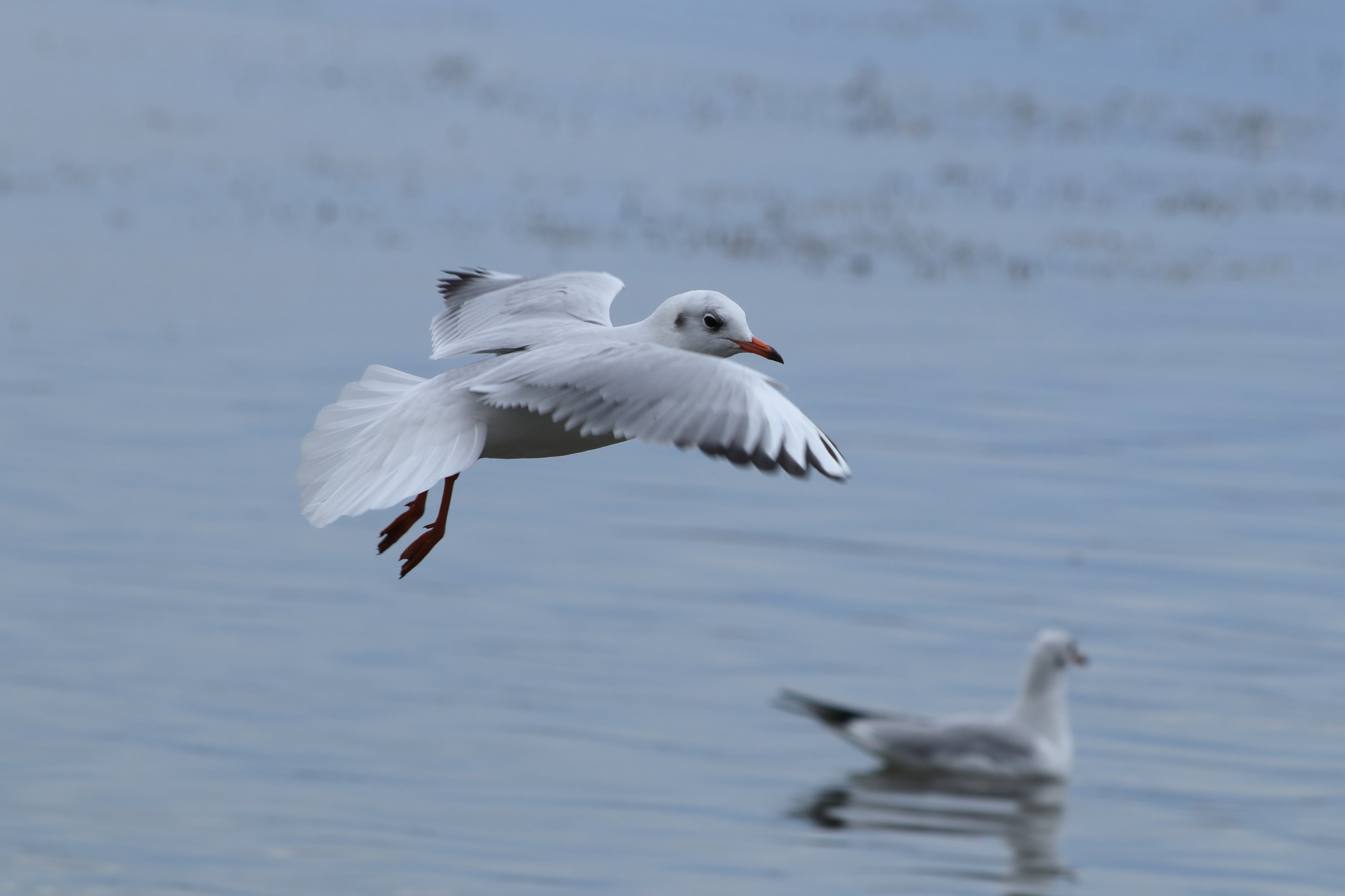 Sea birds flying free image download