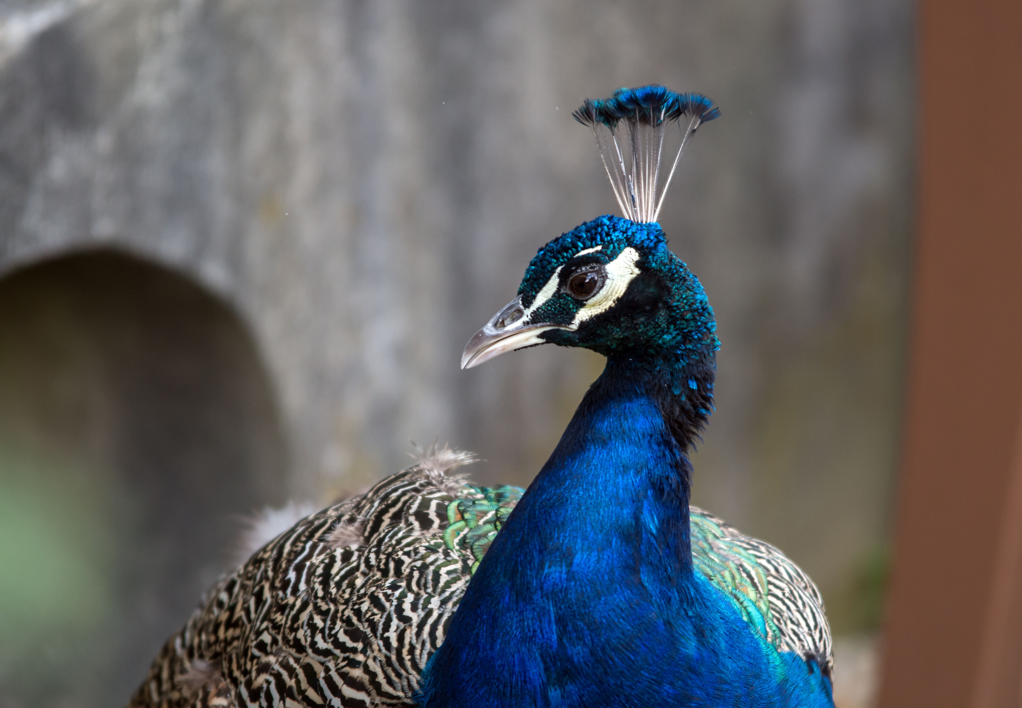 Feather Peacock Bird free image download