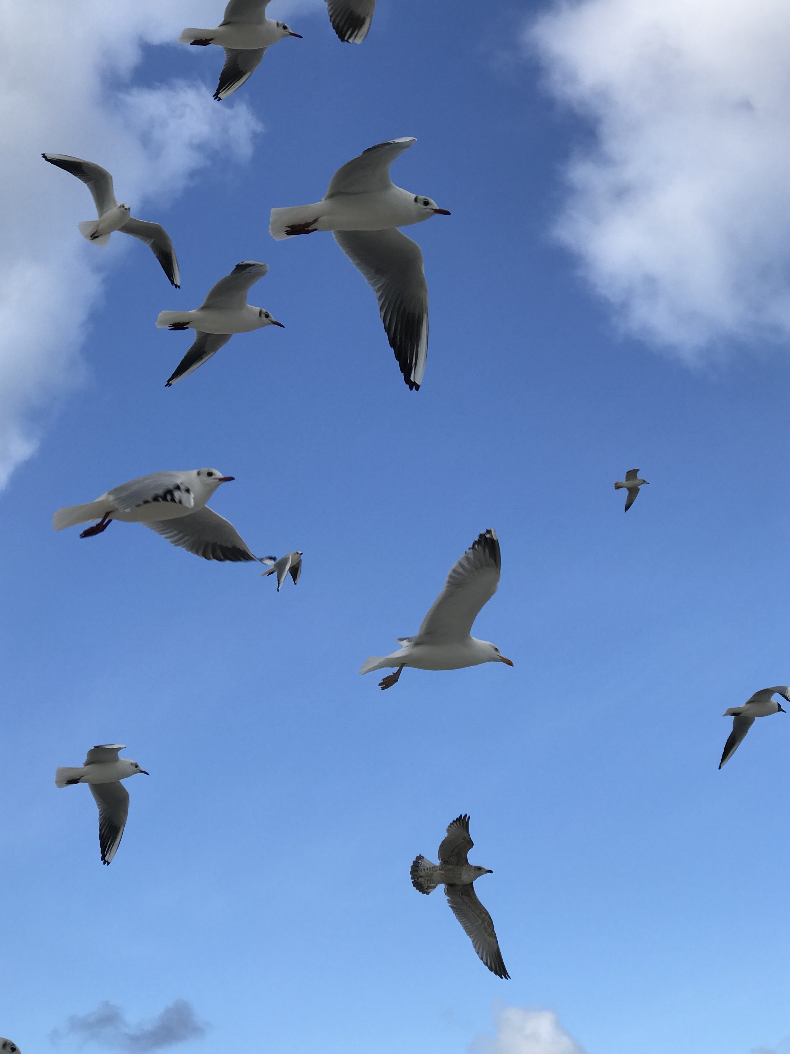 Flight of beautiful birds in the sky free image download