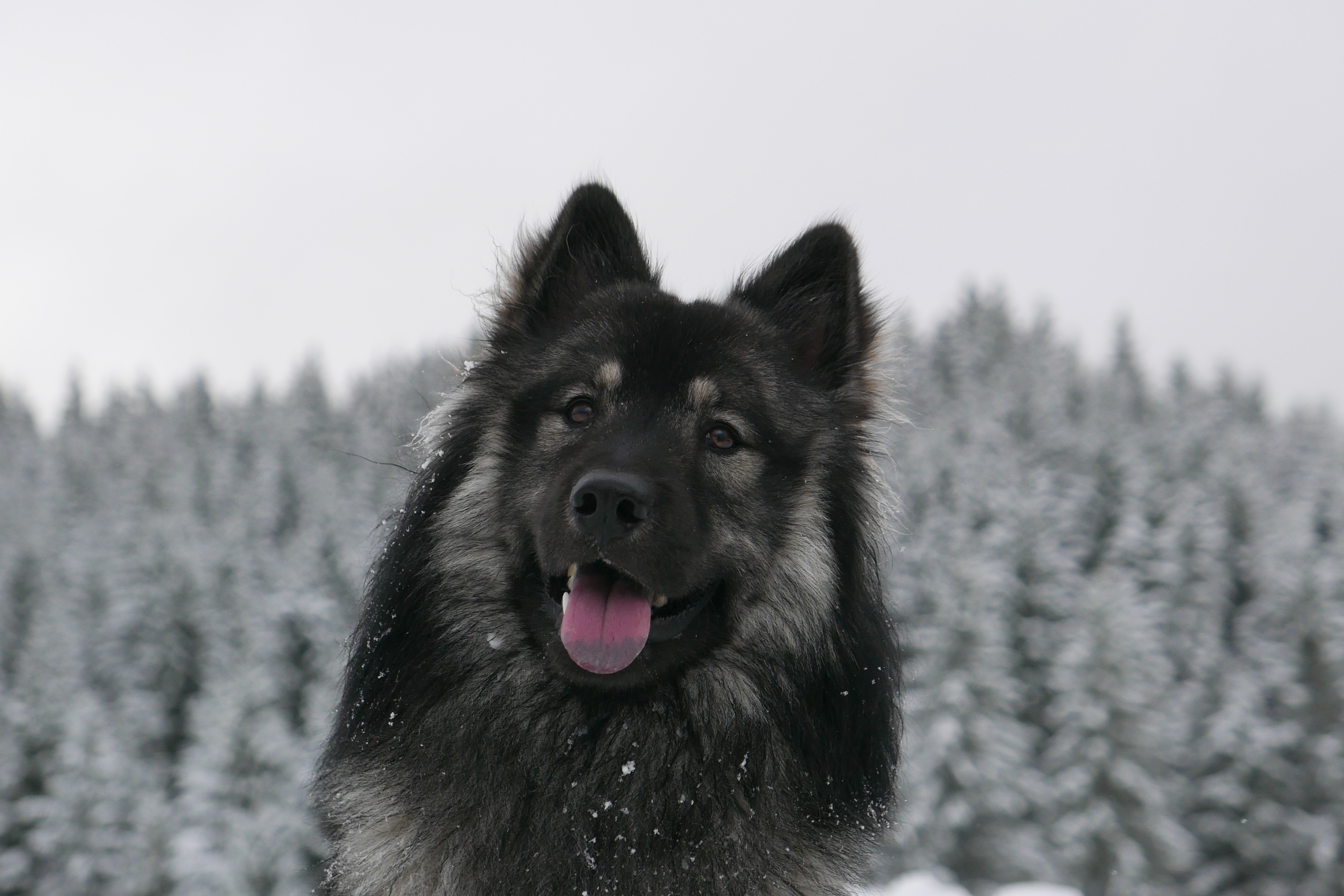 Dog Winter Forest free image download