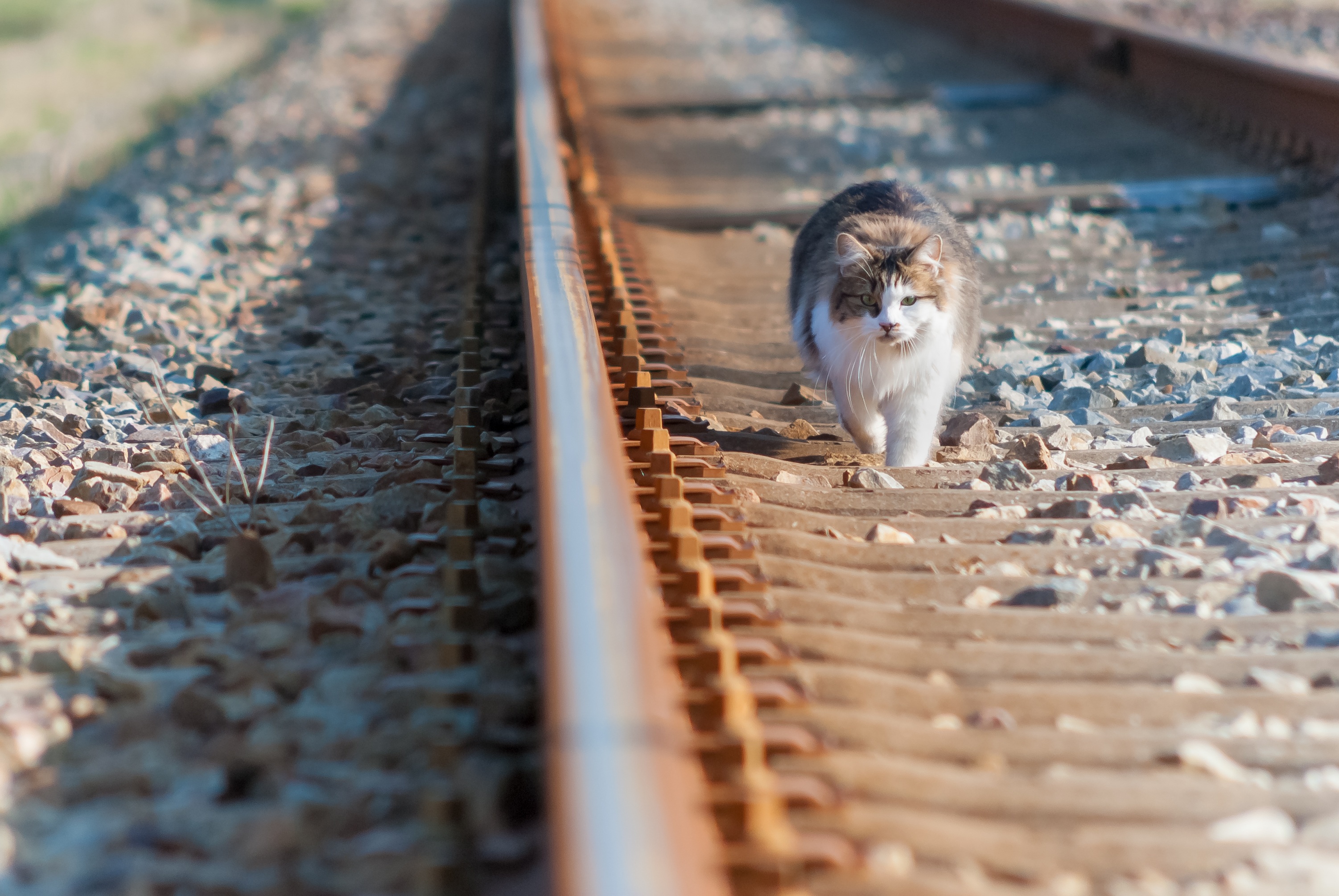 Cat Rail Track The free image download