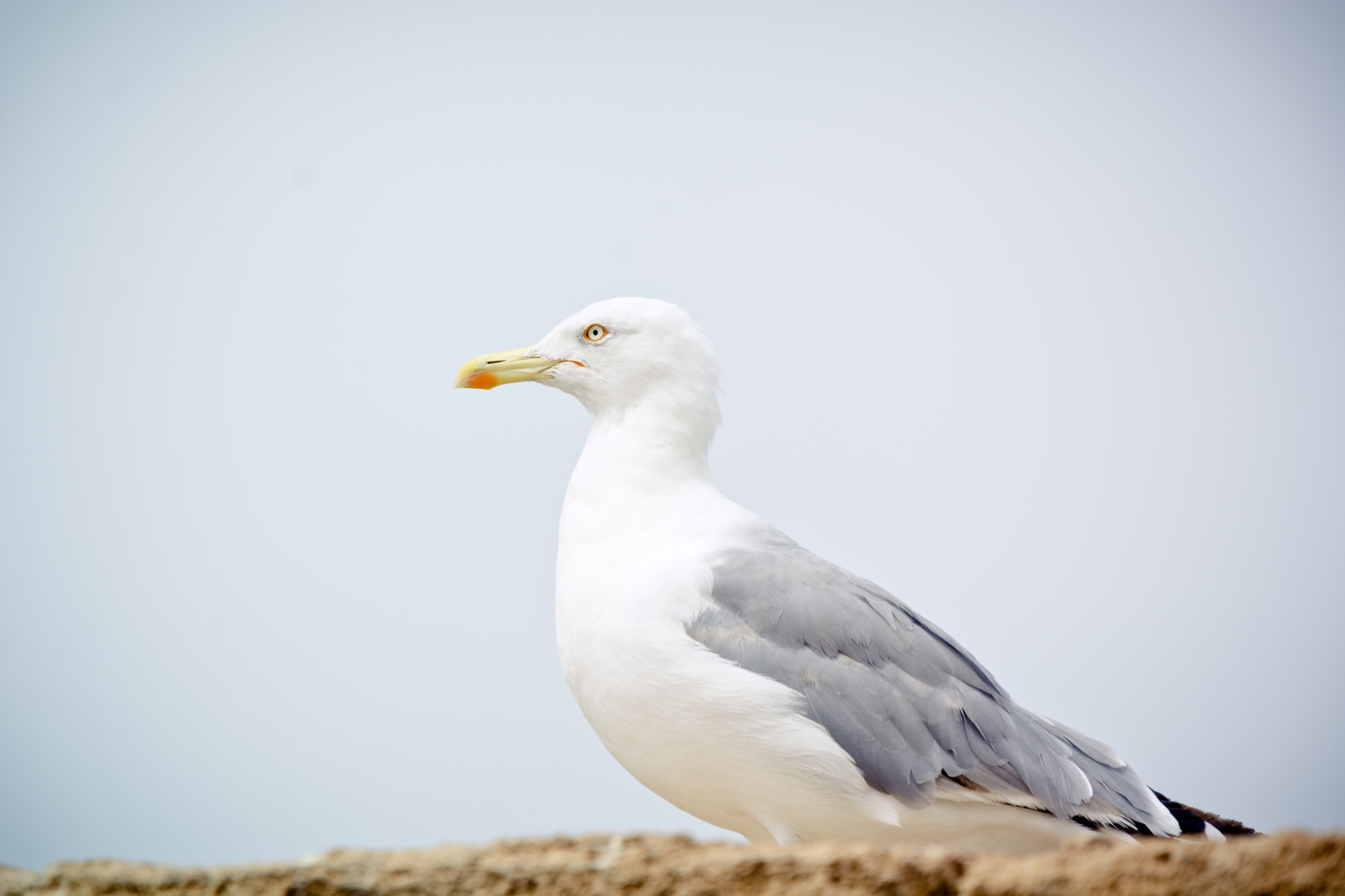 Seagull Yellow-Legged Gull Bird free image download