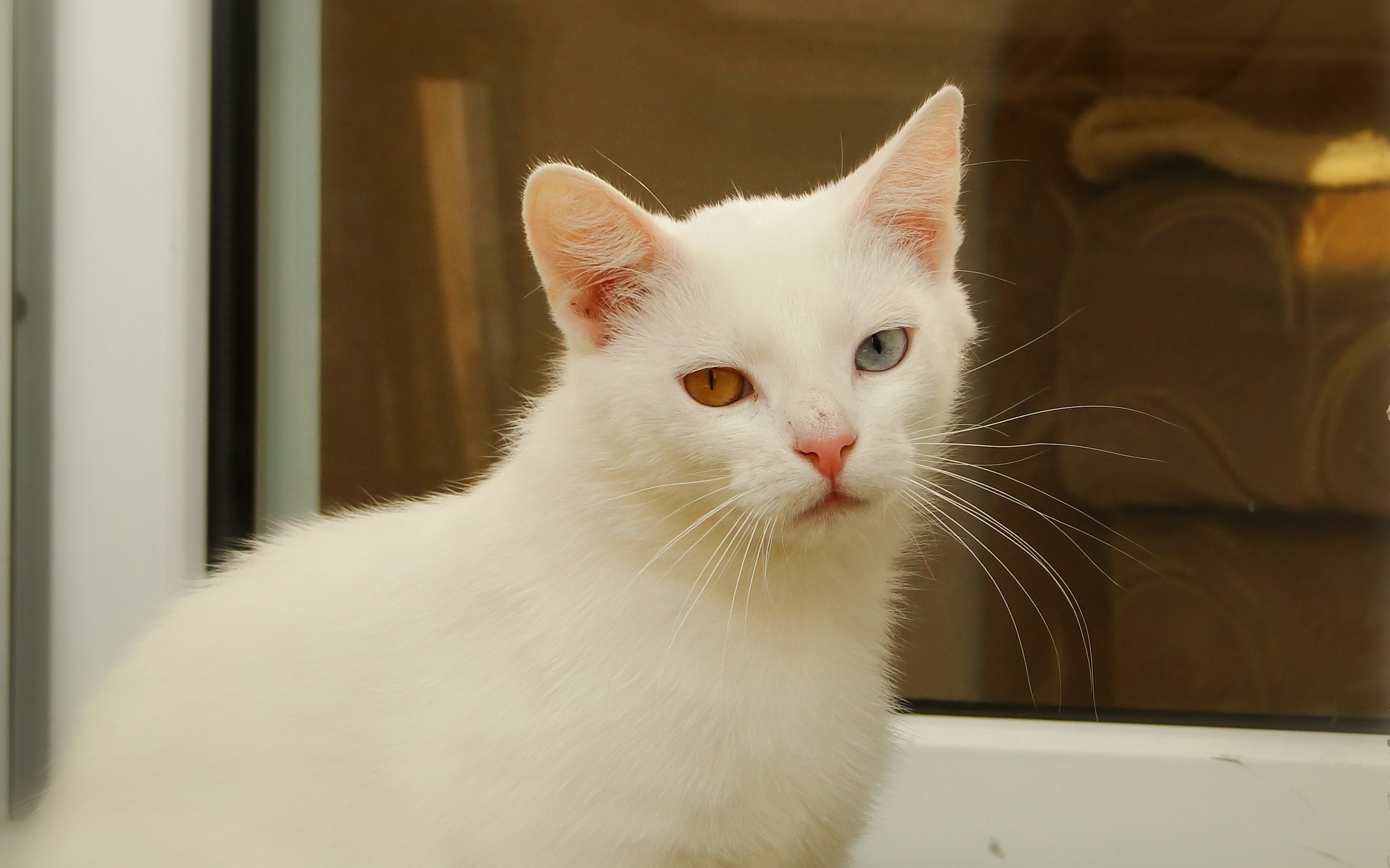 Cat Charming Animals free image download