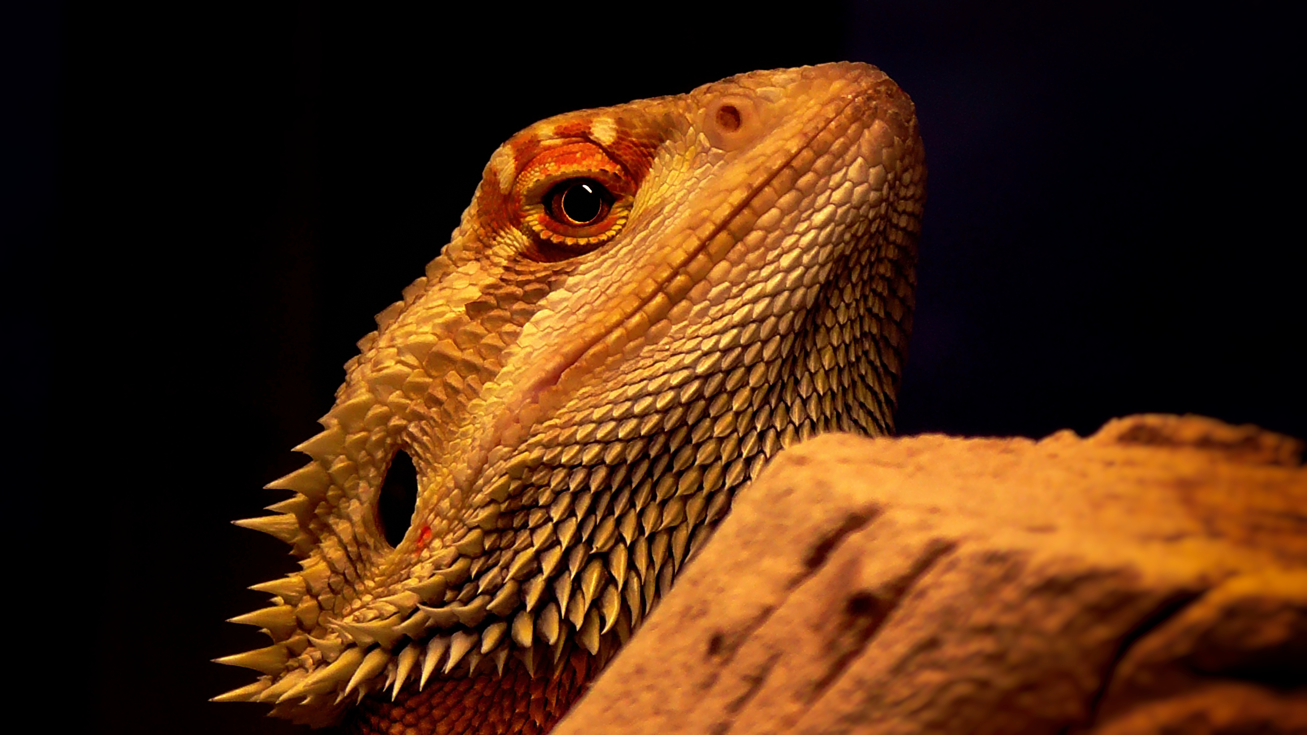 Reptile Bearded Dragon Lizard free image download