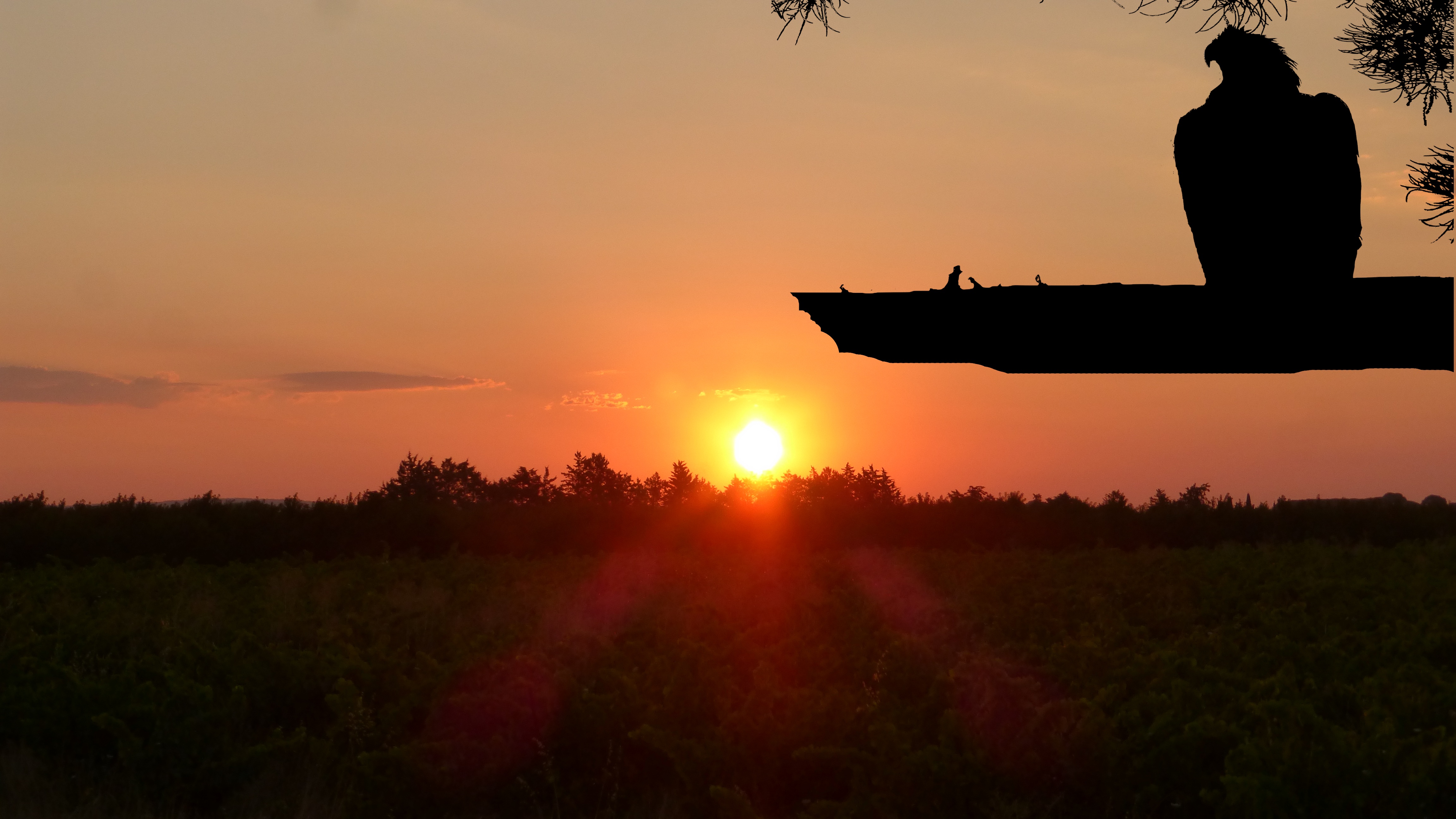 Sunrise Bird Eagle free image download