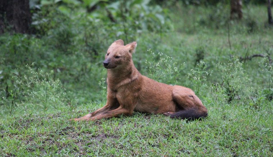 Animal Mammal Nature free image download