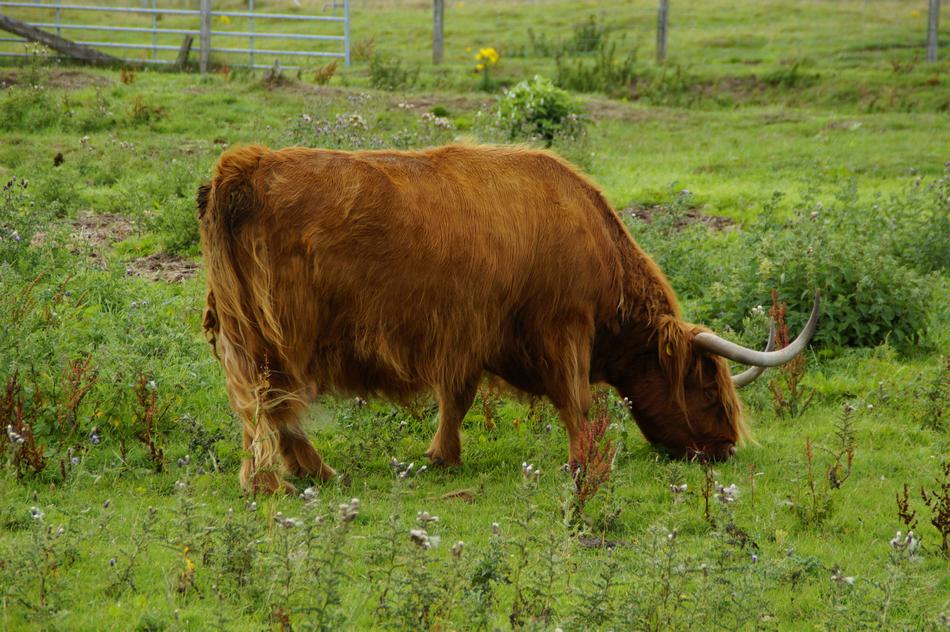 Highlands Highland Beef Scotland free image download