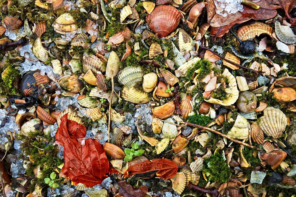 Shells Leaves Grit free image download