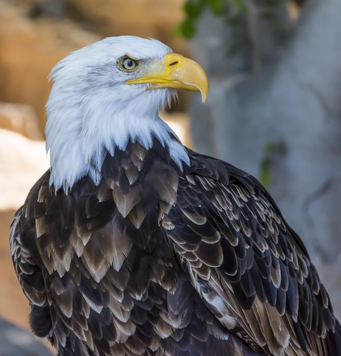 Bird Raptor Animal free image download