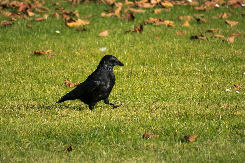 Raven Strut Go free image download