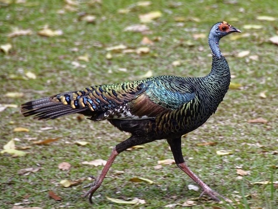 Bird Plumage Colorful free image download