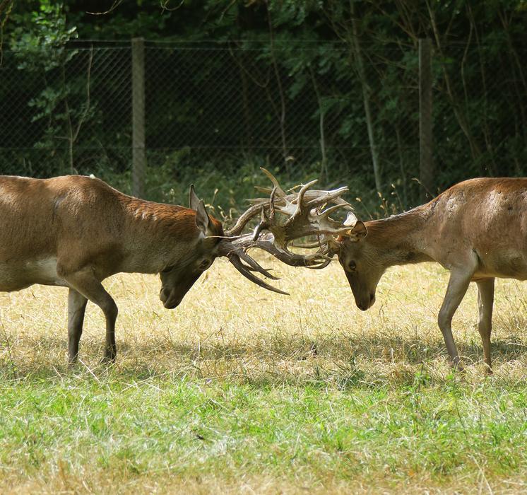 Hirsch Antler Fight free image download