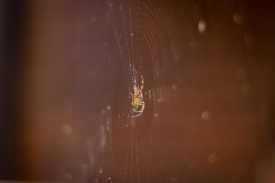Spider Net Web free image download