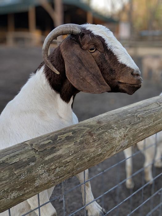 Goat Face Horns free image download